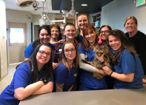 About VIDA Veterinary Care | Learn More About Us!